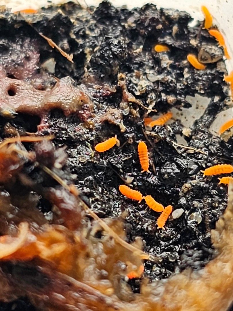 Orange springtails "fish food", Furniture & Home Living, Gardening ...