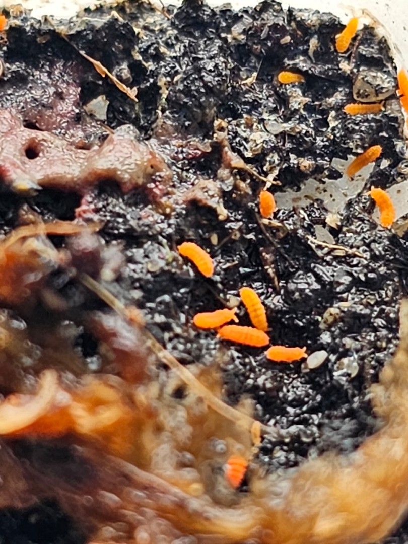 Orange springtails "fish food", Furniture & Home Living, Gardening ...