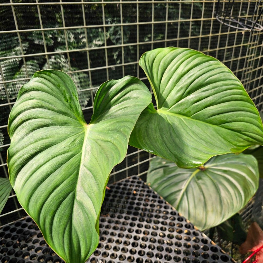 Philodendron Plowmanii X Pastazanum Furniture Home Living Gardening
