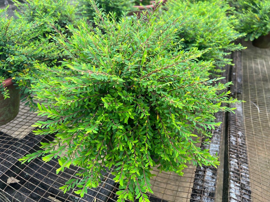 Phyllanthus myrtifolius, Furniture & Home Living, Gardening, Plants ...
