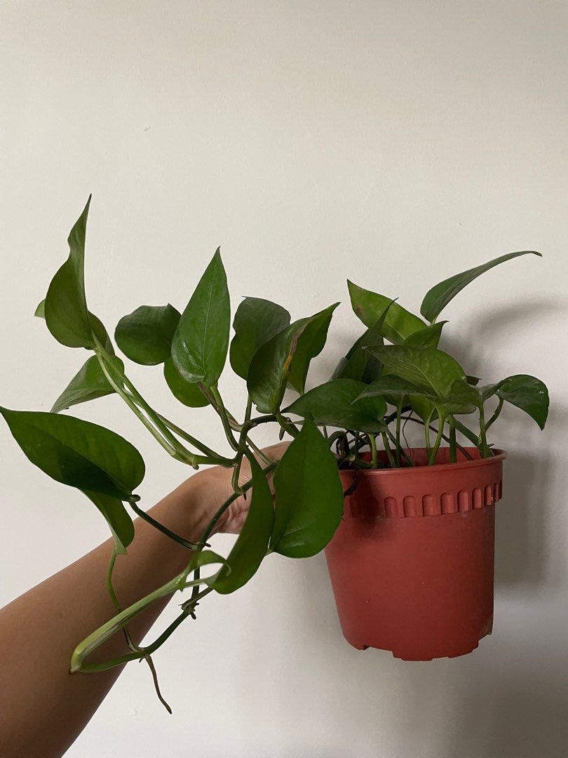 Potho plant climber, Furniture & Home Living, Gardening, Plants & Seeds ...