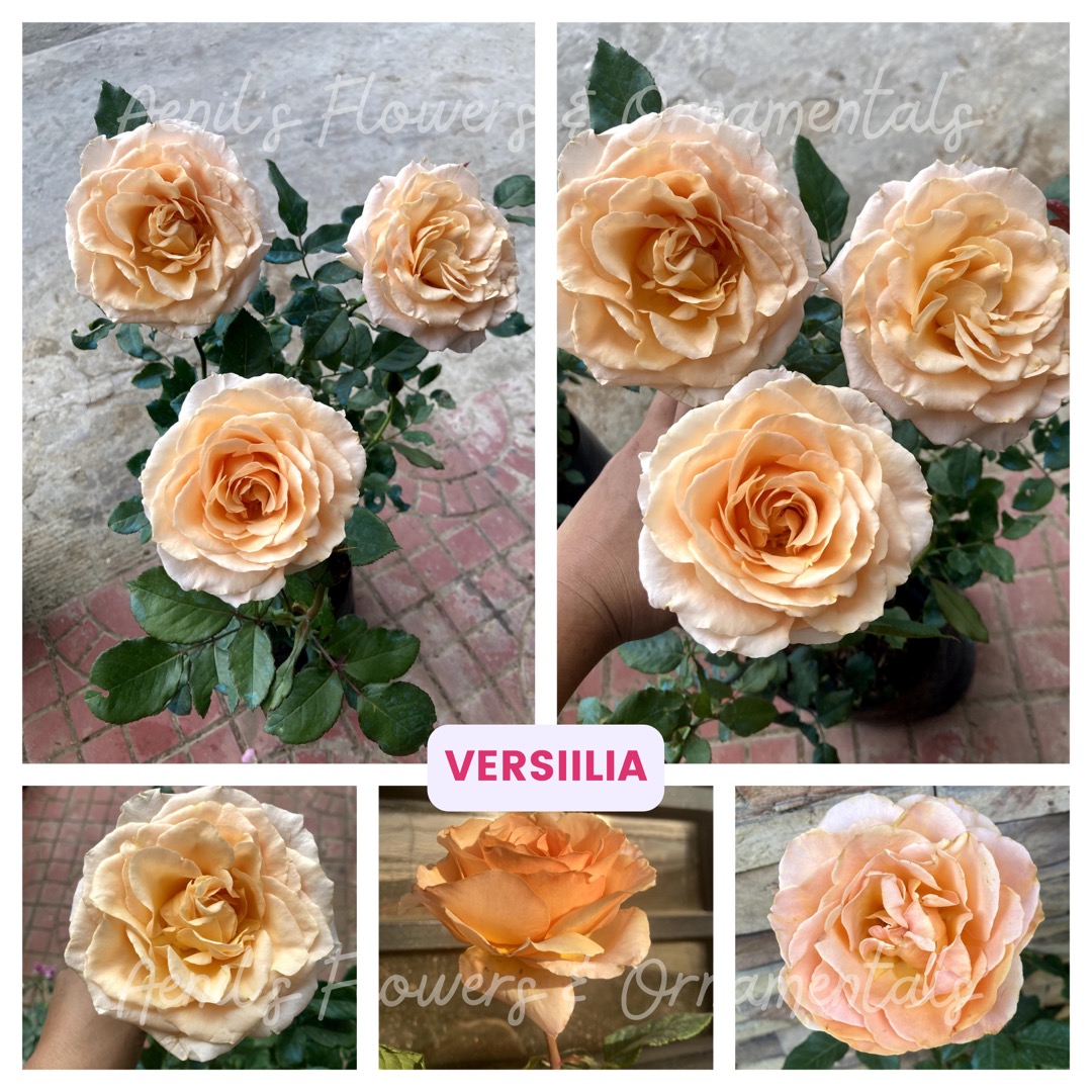 Rosa 'Versilia' (Live Rose Plant) on Carousell