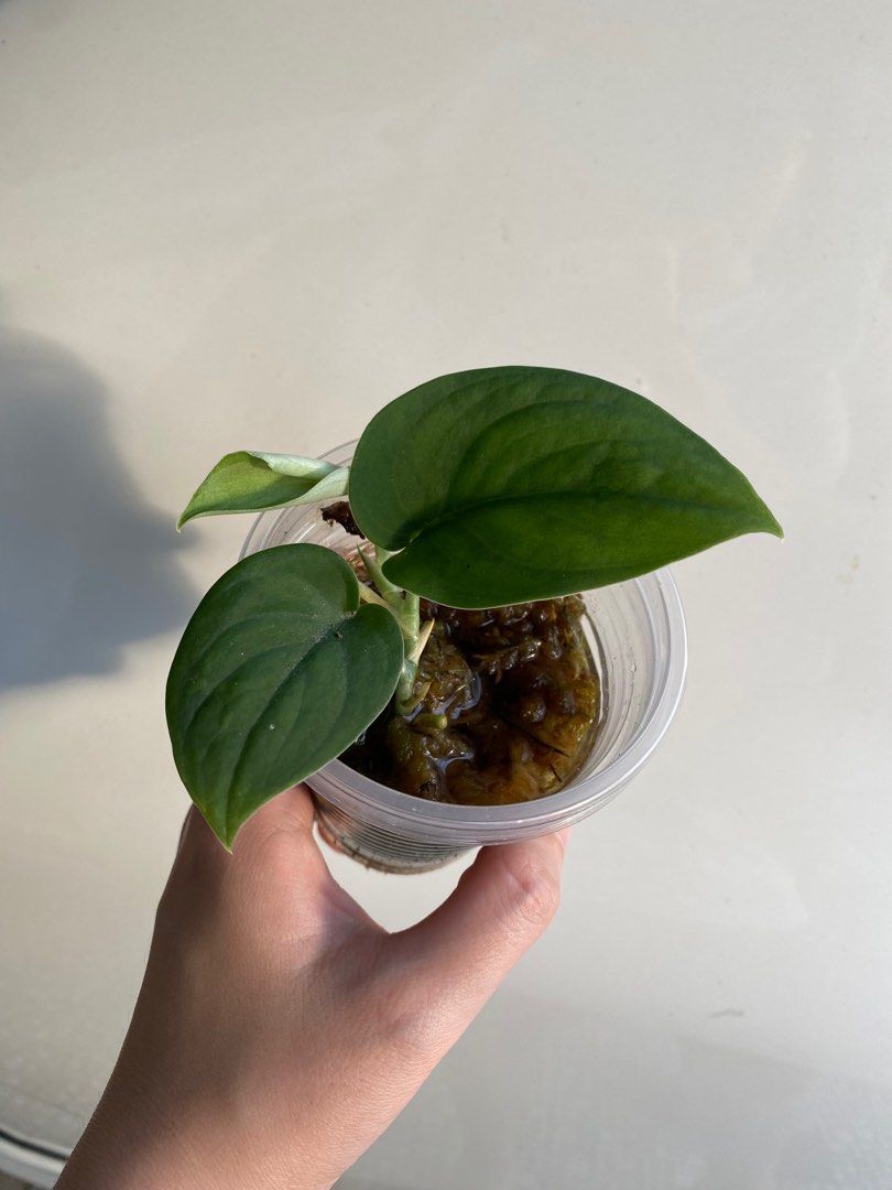 Scindapsus Dark Satin, Furniture & Home Living, Gardening, Plants ...