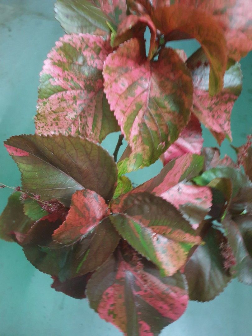 Acalypha wikesiana 3colour Pink Variegated Bushy Healthy Happy Plant ...