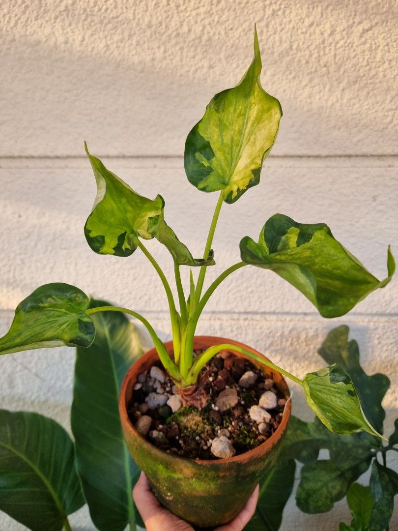 Alocasia cucullata banana split, Furniture & Home Living, Gardening ...