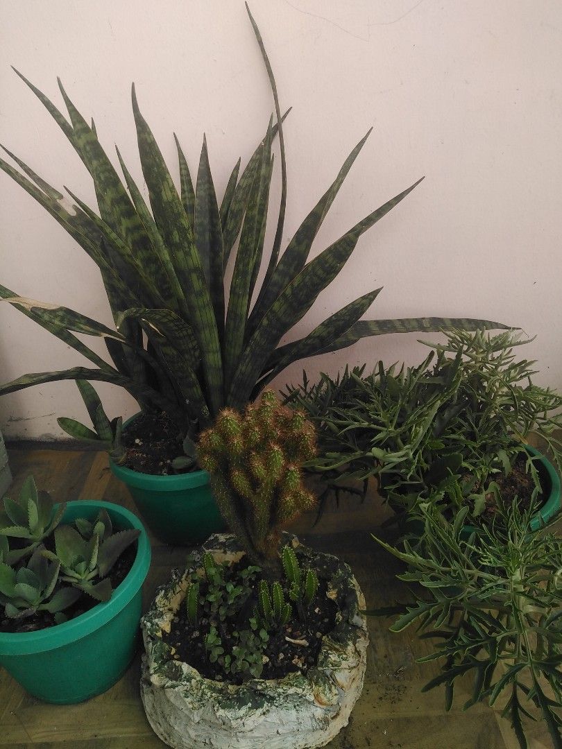 Cactus, snake plants, chicken feet, angel tears on Carousell