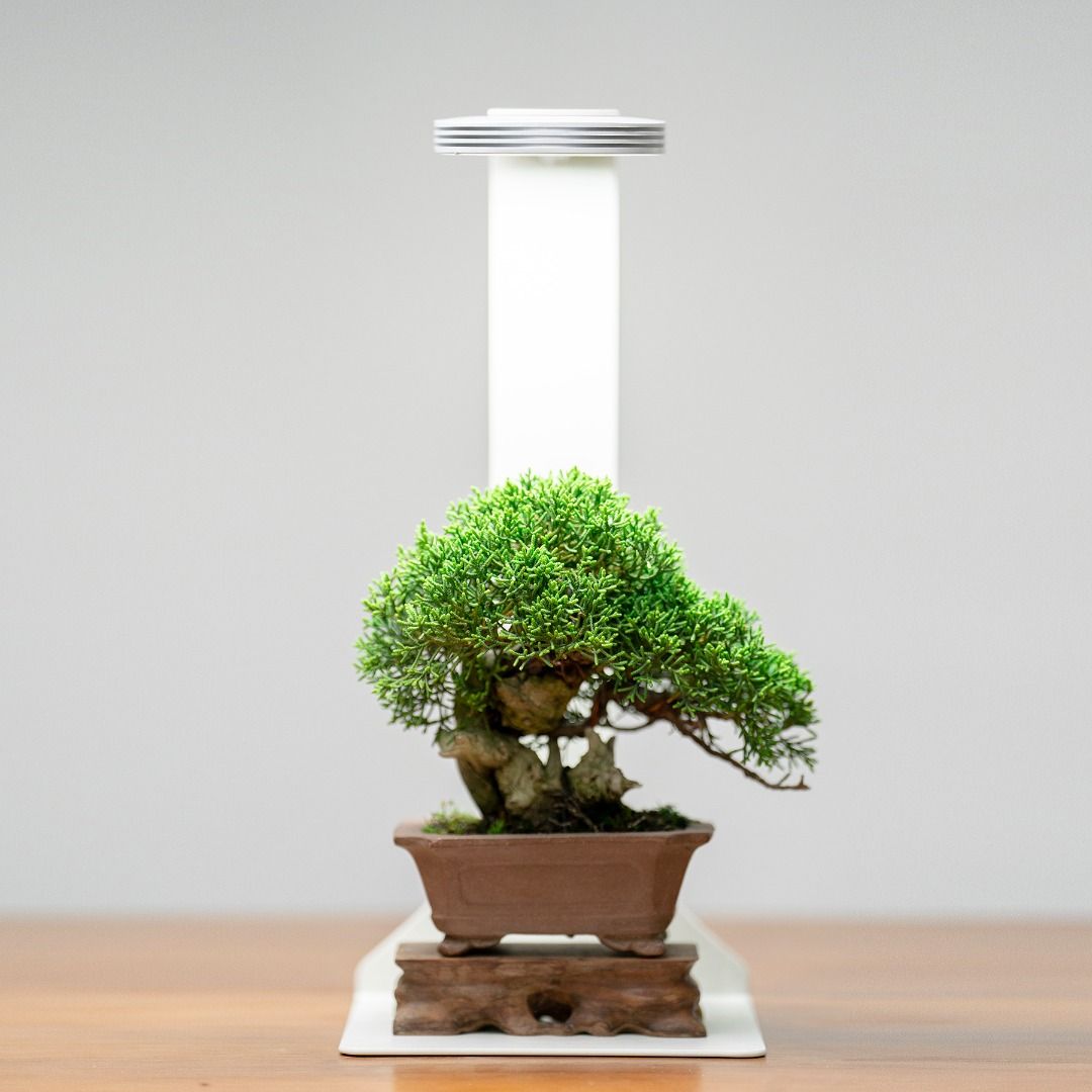 Chihiros Magnetic LED Lamp for Wabi-Kusa, Plants and Small Planted ...