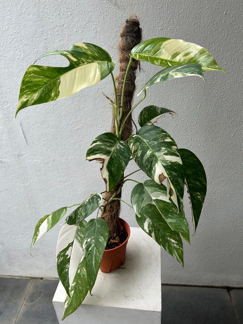 Epipremnum pinnatum albo variegata, Furniture & Home Living, Gardening ...