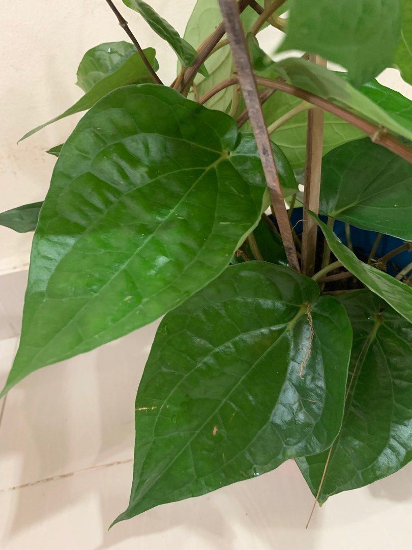 Organic Betal Nut Plant with Huge leaves! For multiple Herbal usage ...