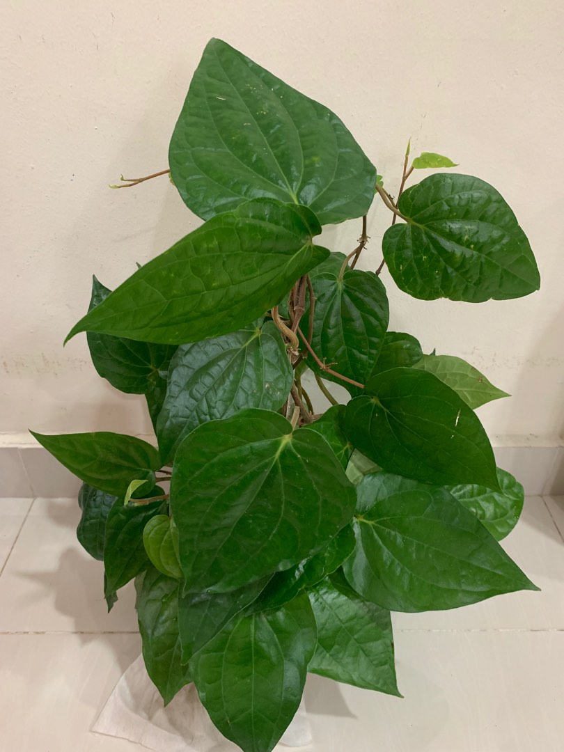 Organic Betal Nut Plant with Huge leaves! For multiple Herbal usage ...