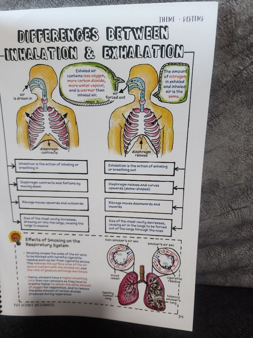 P6 PSLE Science Sketchnotes third edition sketch notes, Hobbies & Toys ...