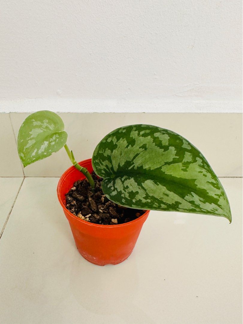 Scindapsus Exotica, Furniture & Home Living, Gardening, Plants & Seeds ...