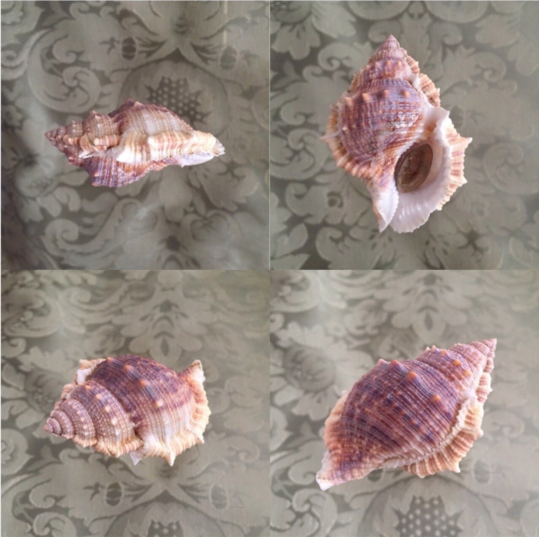 Seashell - Frog seashell, Hobbies & Toys, Memorabilia & Collectibles ...