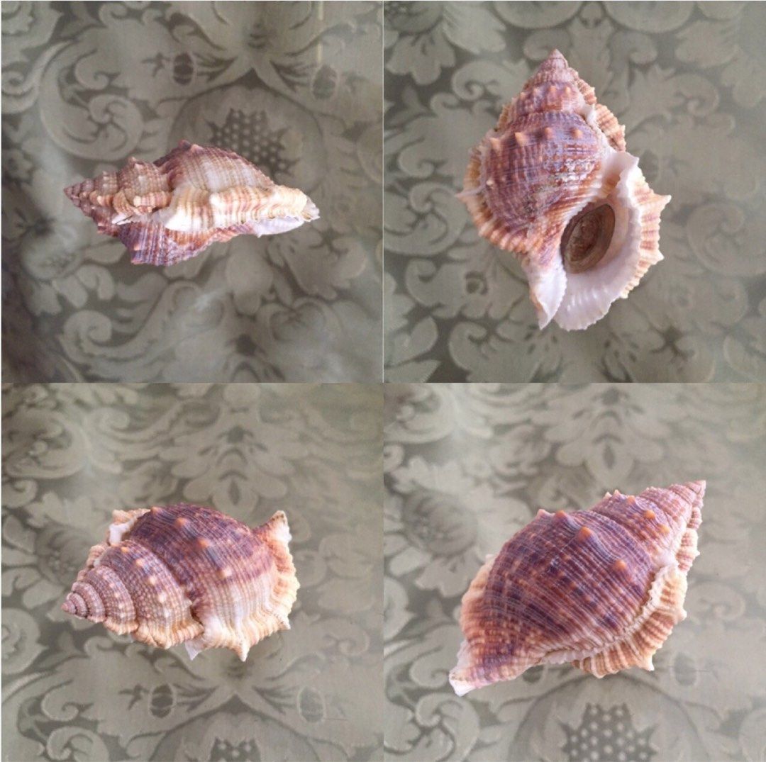 Seashell - Frog seashell, Hobbies & Toys, Memorabilia & Collectibles ...