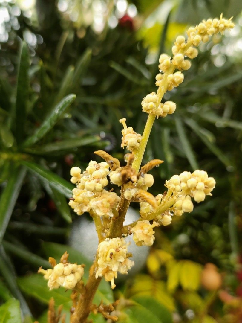 Taiwan four seasons Longan, Furniture & Home Living, Gardening, Plants ...