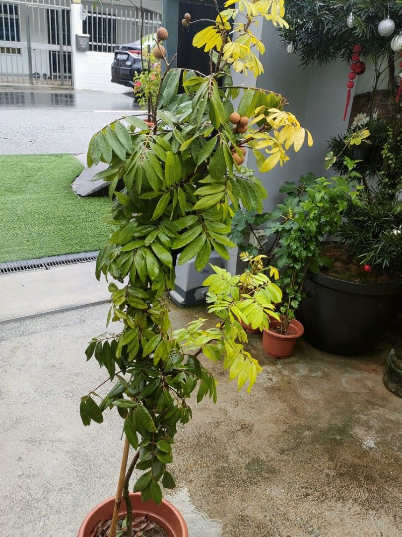 Taiwan four seasons Longan, Furniture & Home Living, Gardening, Plants ...