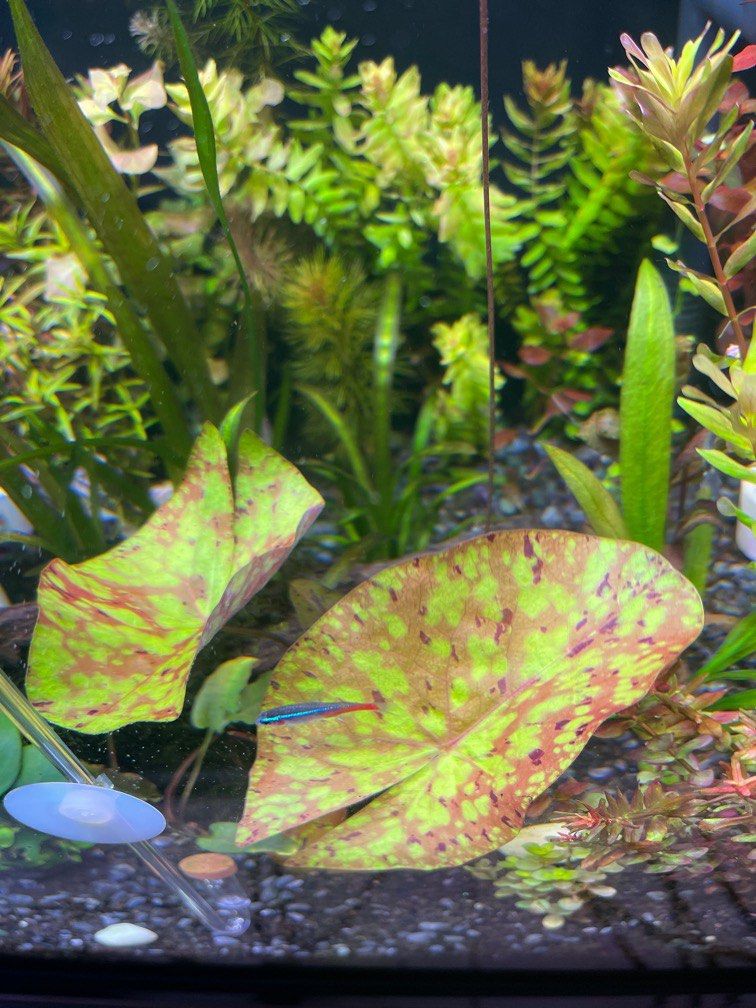 Tiger Lotus Aquarium Plant, Pet Supplies, Homes & Other Pet Accessories ...