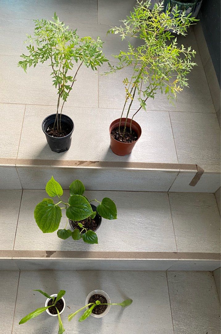 Ulam Raja / Daun Kaduk / Sawtooth Coriander / Scarlet Red Flag ...