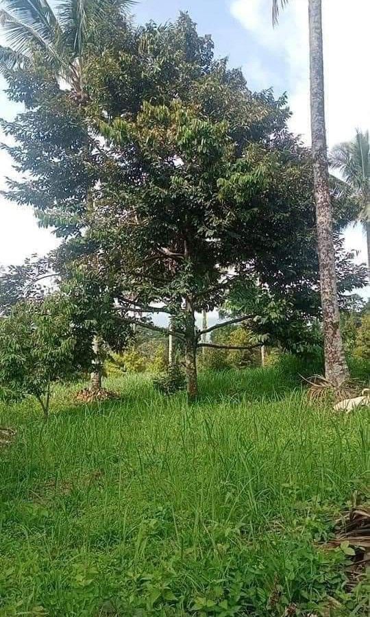 2.5 hectares farm lot in Baracatan Toril on Carousell
