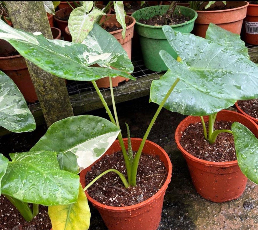 Alocasia Macrorrhiza Variegated (0.35m), Furniture & Home Living ...