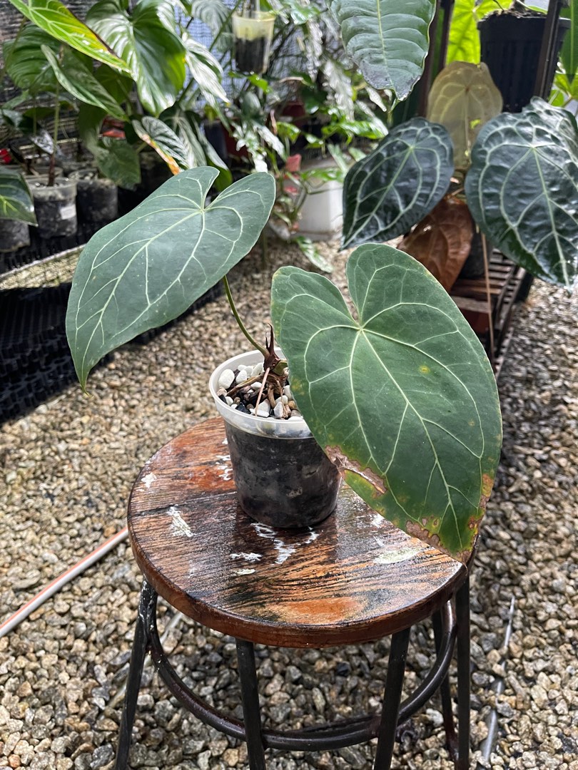 Anthurium Papililaminum Hybrid, Furniture & Home Living, Gardening ...