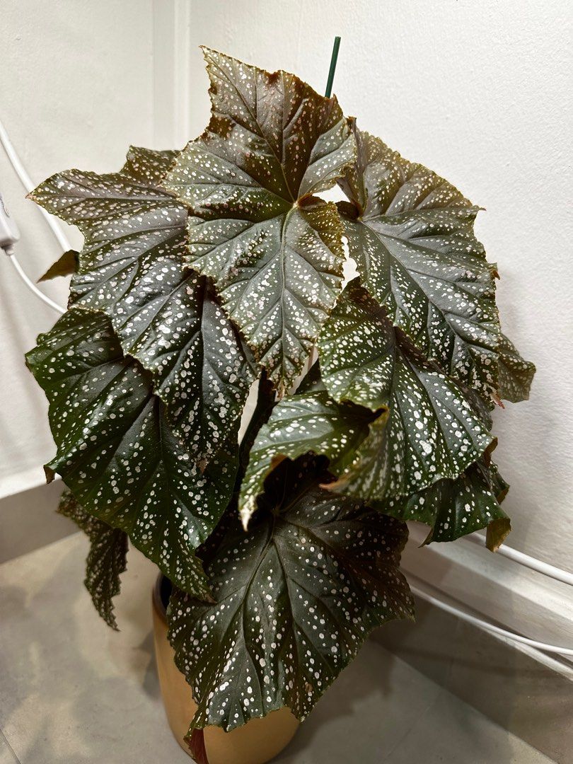 Begonia Dancing Girl / Bat Wing (Cane Begonia) - cutting, Furniture ...