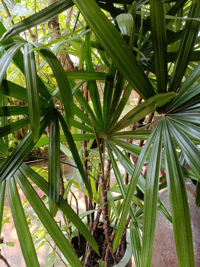 Big Lady Palm (Raphis excelsa), Furniture & Home Living, Gardening ...