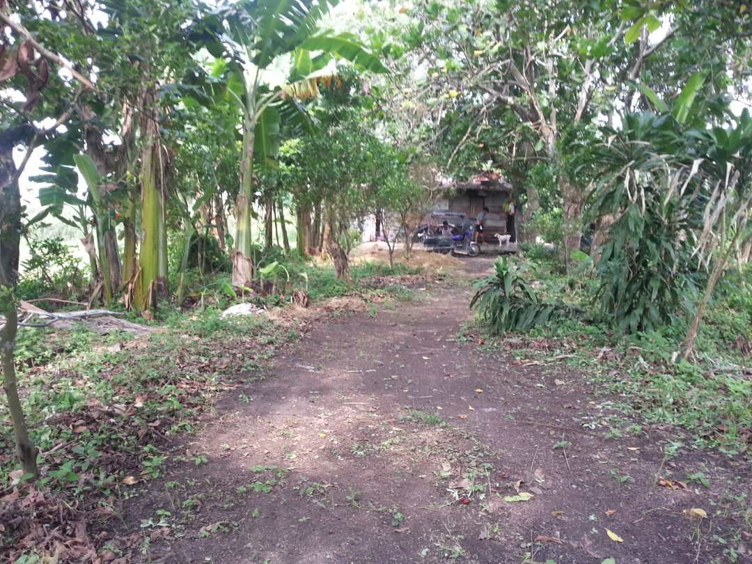 Farm Lot For Sale (1.3 hectares) - Calauan, Laguna, Property, For Sale ...