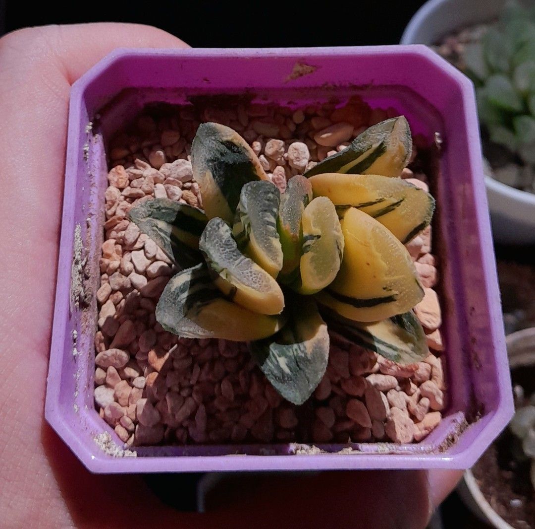 Haworthia "Seiko Nishiki" variegated 7cm pot, Furniture & Home Living ...