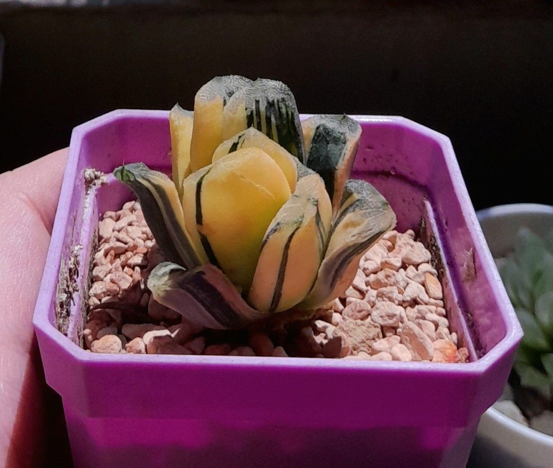 Haworthia "Seiko Nishiki" variegated 7cm pot, Furniture & Home Living ...
