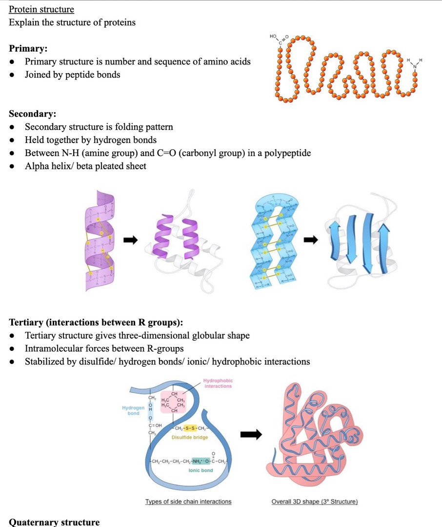 IB Biology Notes [Level 7] [IB45], 興趣及遊戲, 書本 & 文具, 教科書 - Carousell