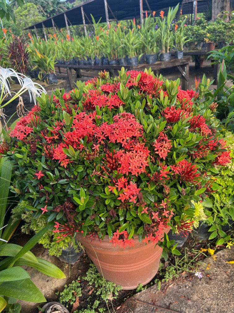 Ixora chinensis red, Furniture & Home Living, Gardening, Plants & Seeds on Carousell