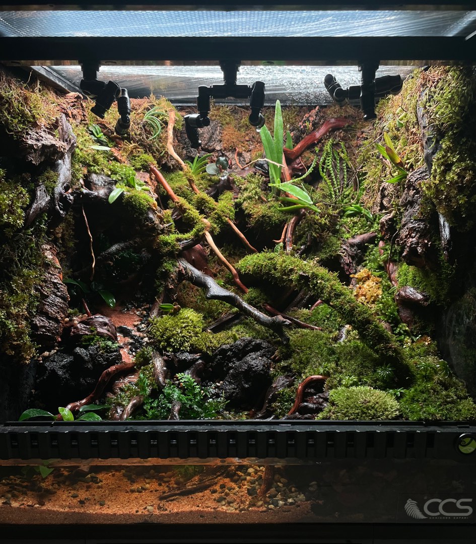 Paludarium display, Furniture & Home Living, Gardening, Plants & Seeds ...