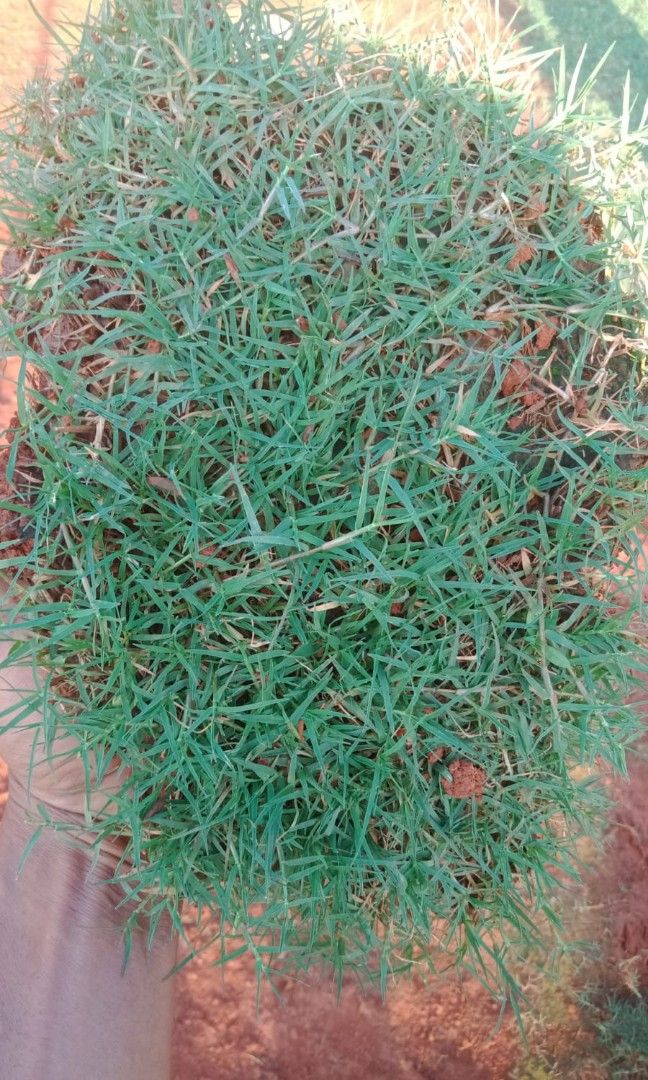 Rumput Gajah mini dan macam macam rumput lain, Perkebunan di Carousell