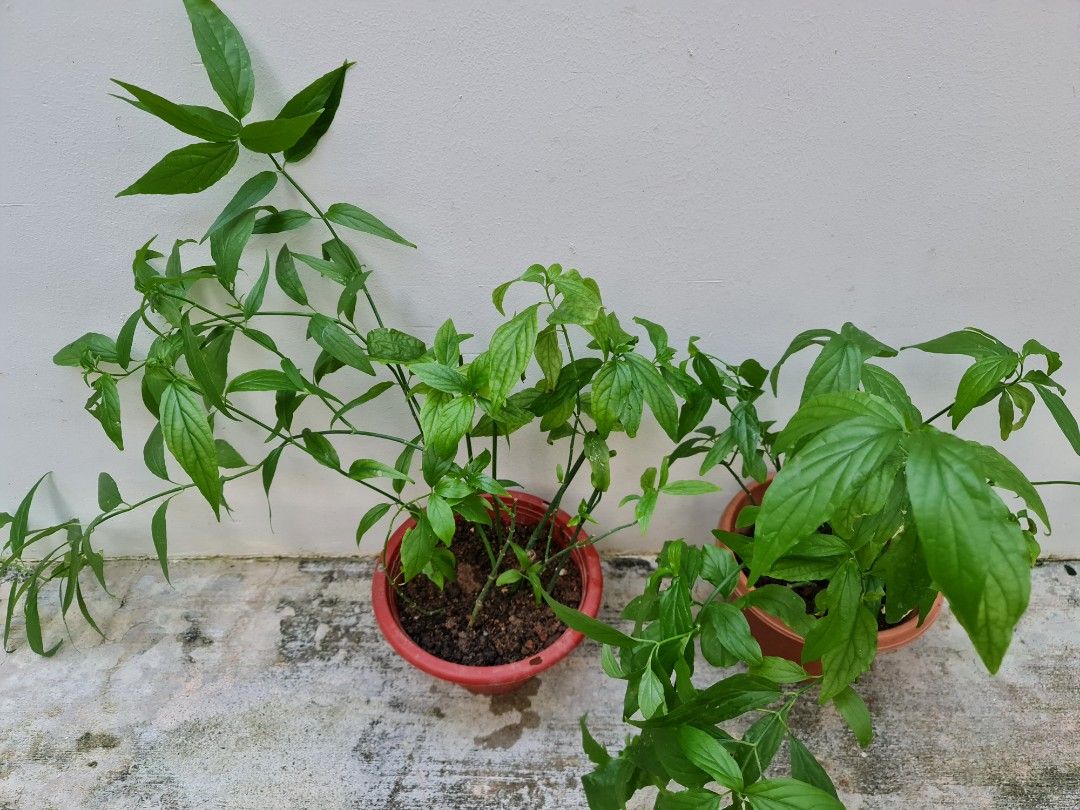 Sabah Snake Plant / Organic Edible Herbal Plant, Furniture & Home ...