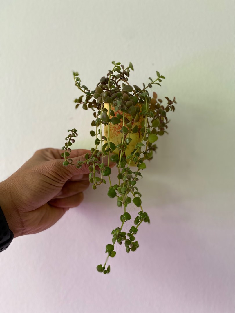 Stunning Pillow Plant, Furniture & Home Living, Gardening, Plants ...