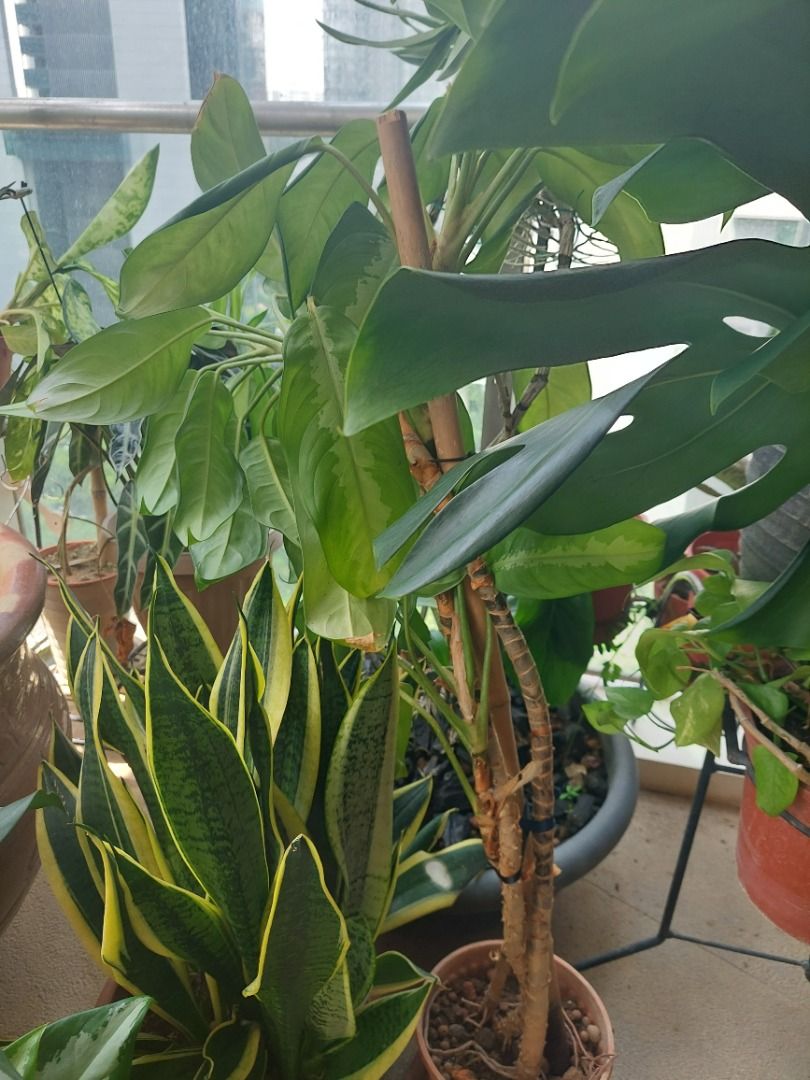 Yellow Palm - Snake Plant - Dieffenbachia, Furniture & Home Living ...