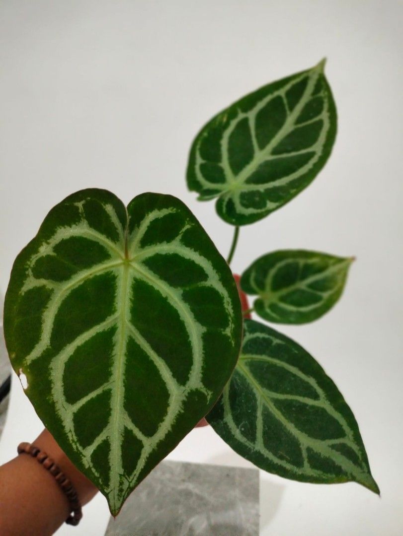 Anthurium Dorayaki x Crystallinum, Furniture & Home Living, Gardening ...