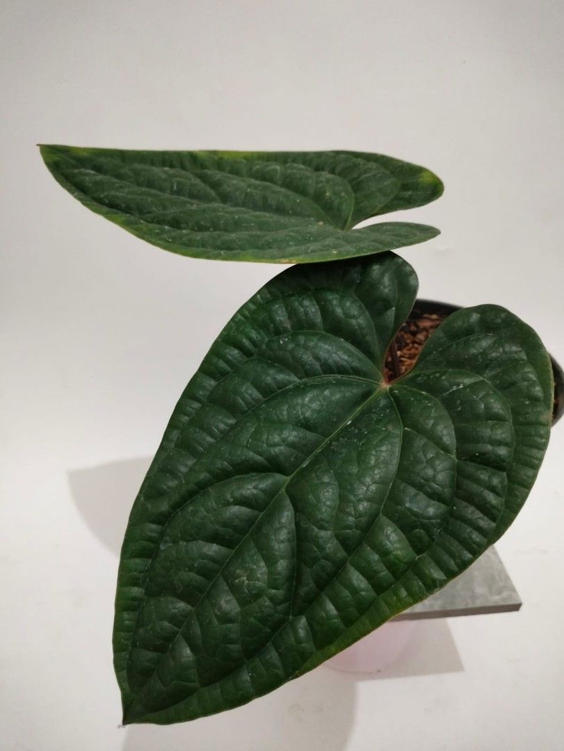Anthurium Radicans x Luxurians, Furniture & Home Living, Gardening ...