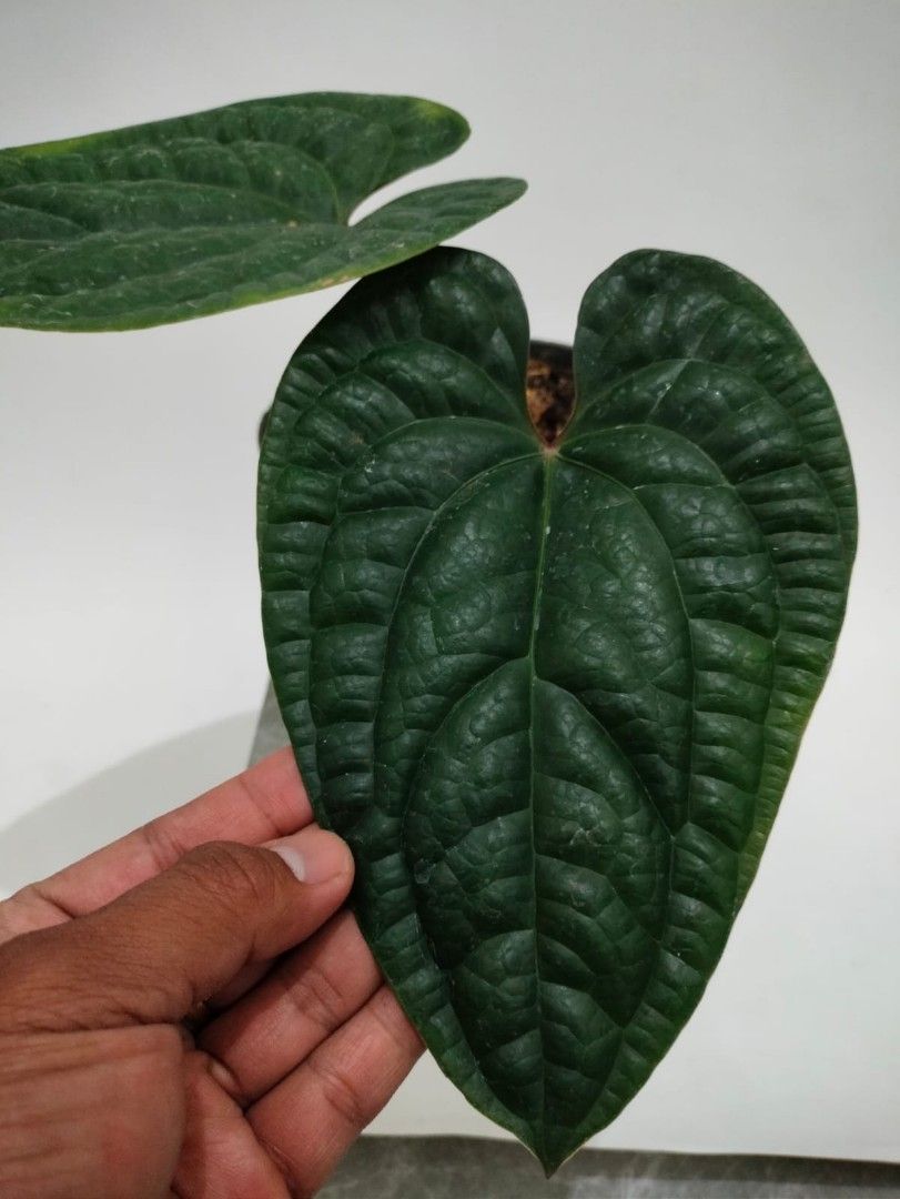 Anthurium Radicans x Luxurians, Furniture & Home Living, Gardening ...