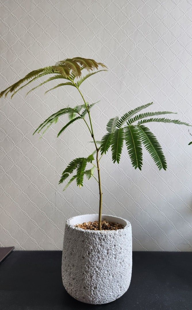 Everfresh Japan plant in white pot (Pithecellobium Confertum ...