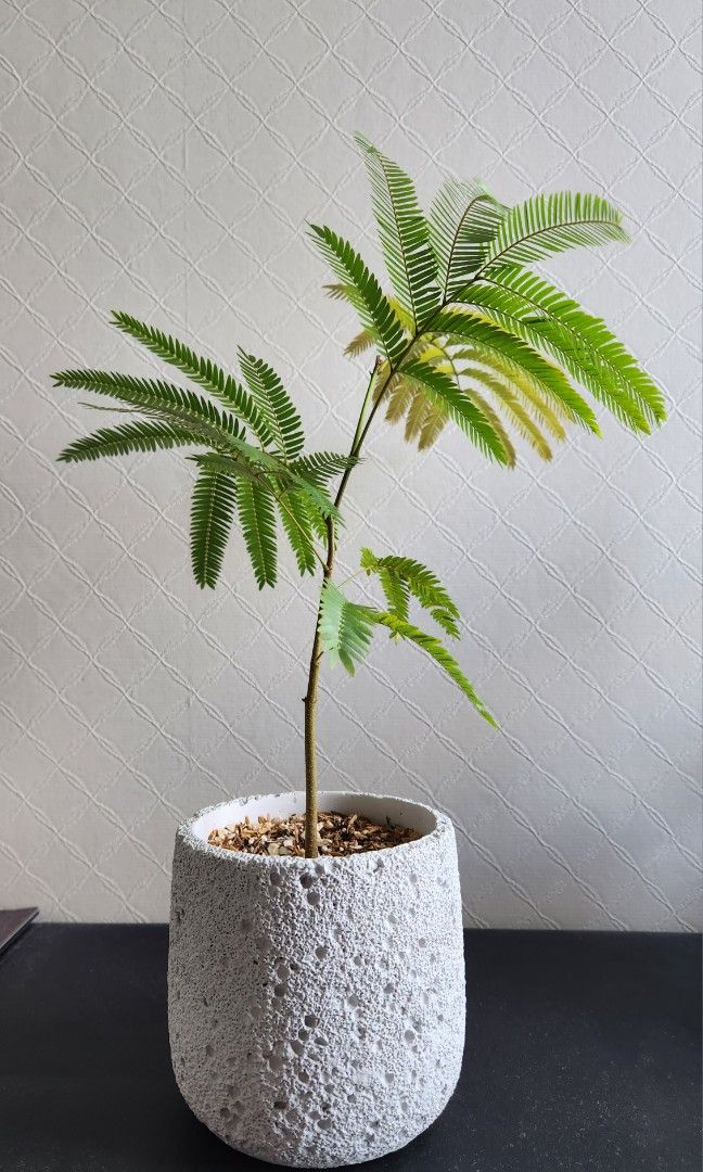 Everfresh Japan plant in white pot (Pithecellobium Confertum ...