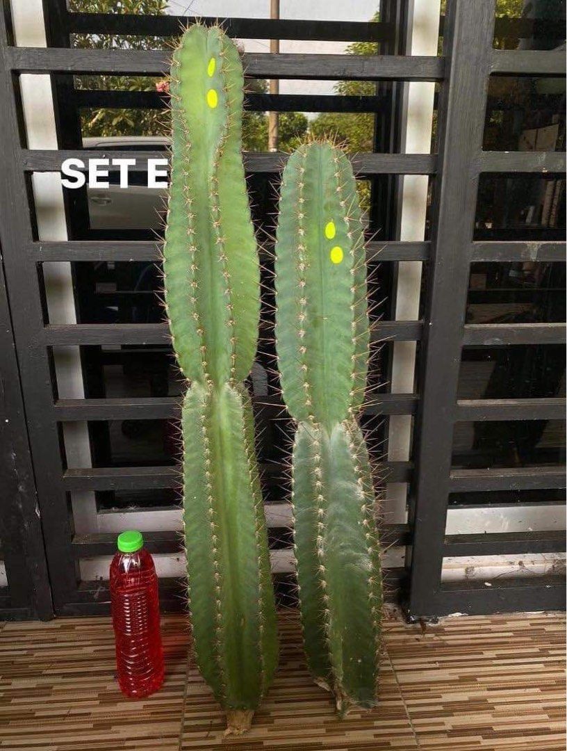 Flowering Cowboy cactus house plants kaktus koboi berbunga real plant ...