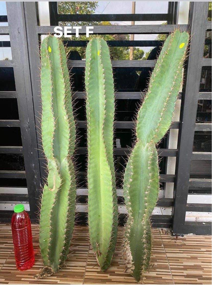 Flowering Cowboy cactus house plants kaktus koboi berbunga real plant ...