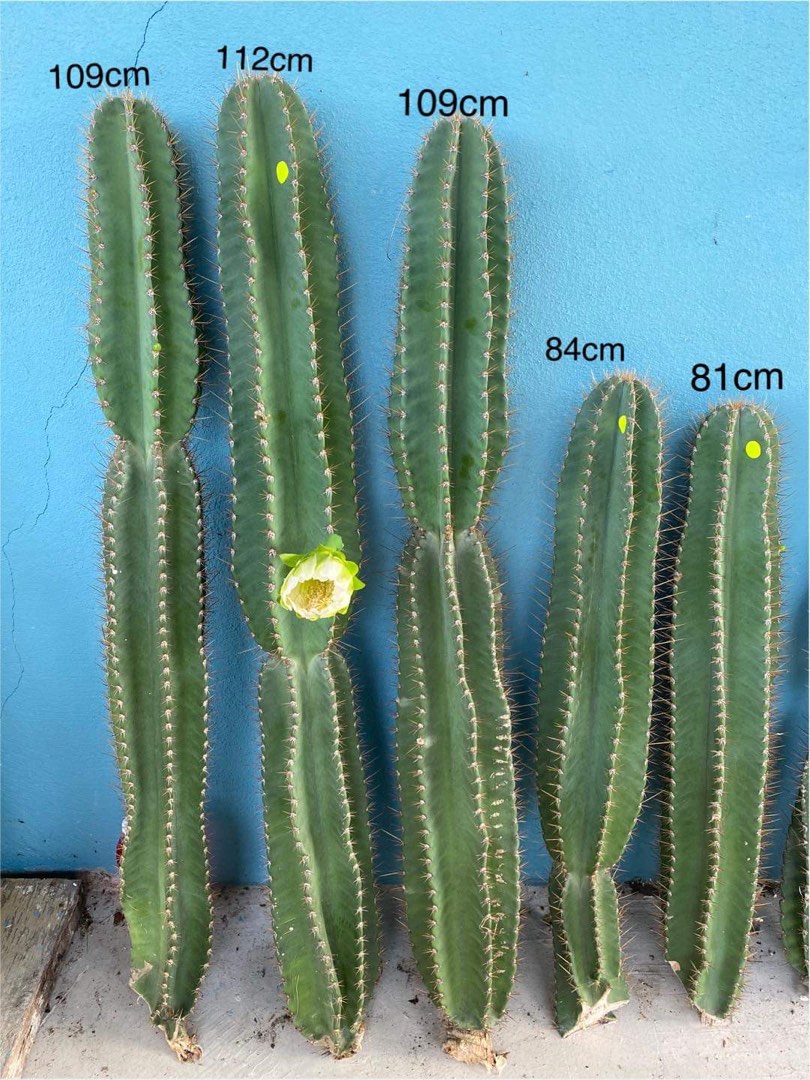 Flowering Cowboy cactus house plants kaktus koboi berbunga real plant ...