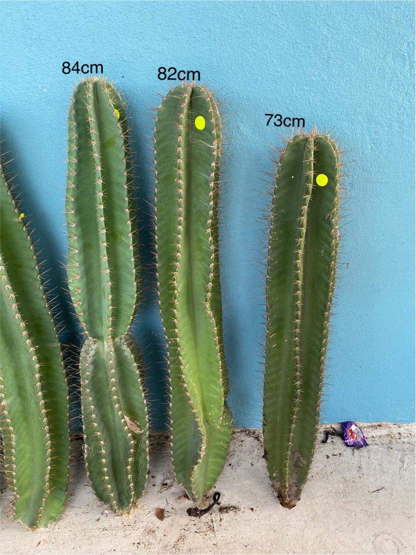 Flowering Cowboy cactus house plants kaktus koboi berbunga real plant ...