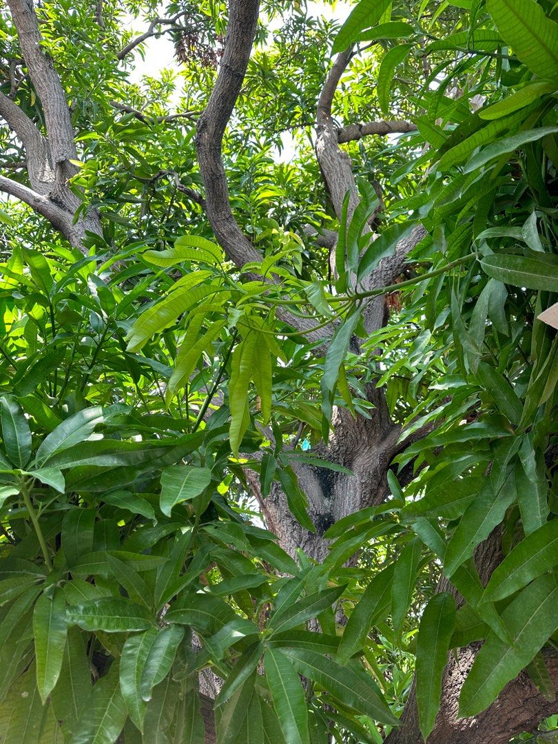 Indian Mango Tree (trunk) for sale, Commercial & Industrial ...
