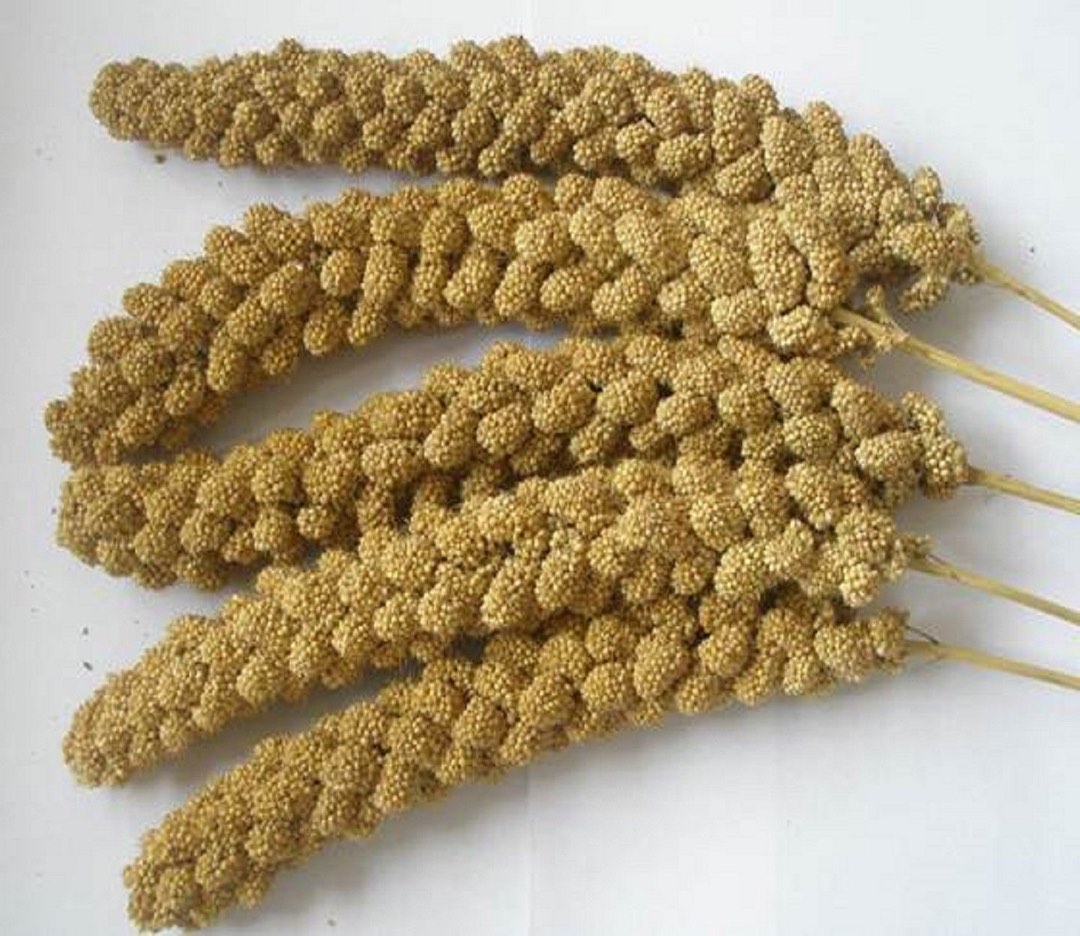 (Local stock) Yellow Millet Spray, Pet Supplies, Pet Food on Carousell