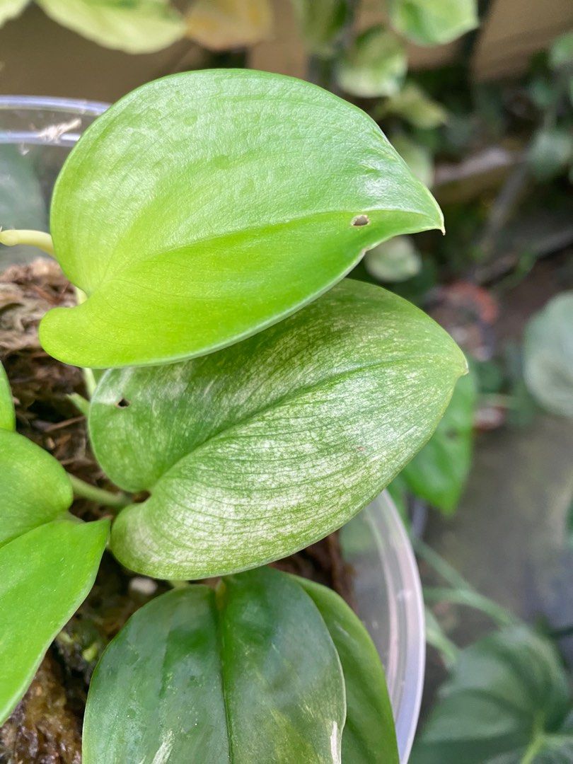 Scindapsus Moonlight Variegated (rare), Furniture & Home Living ...