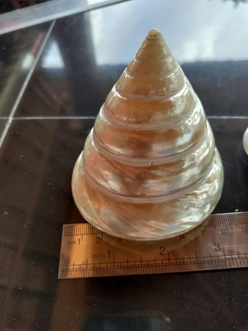 Trochus Niloticus Mother of Pearl Spiral Pyramid Sea Shell 8 cm ...